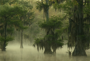What to Wear on Your Bayou Swamp Tour | SwampTours.com News